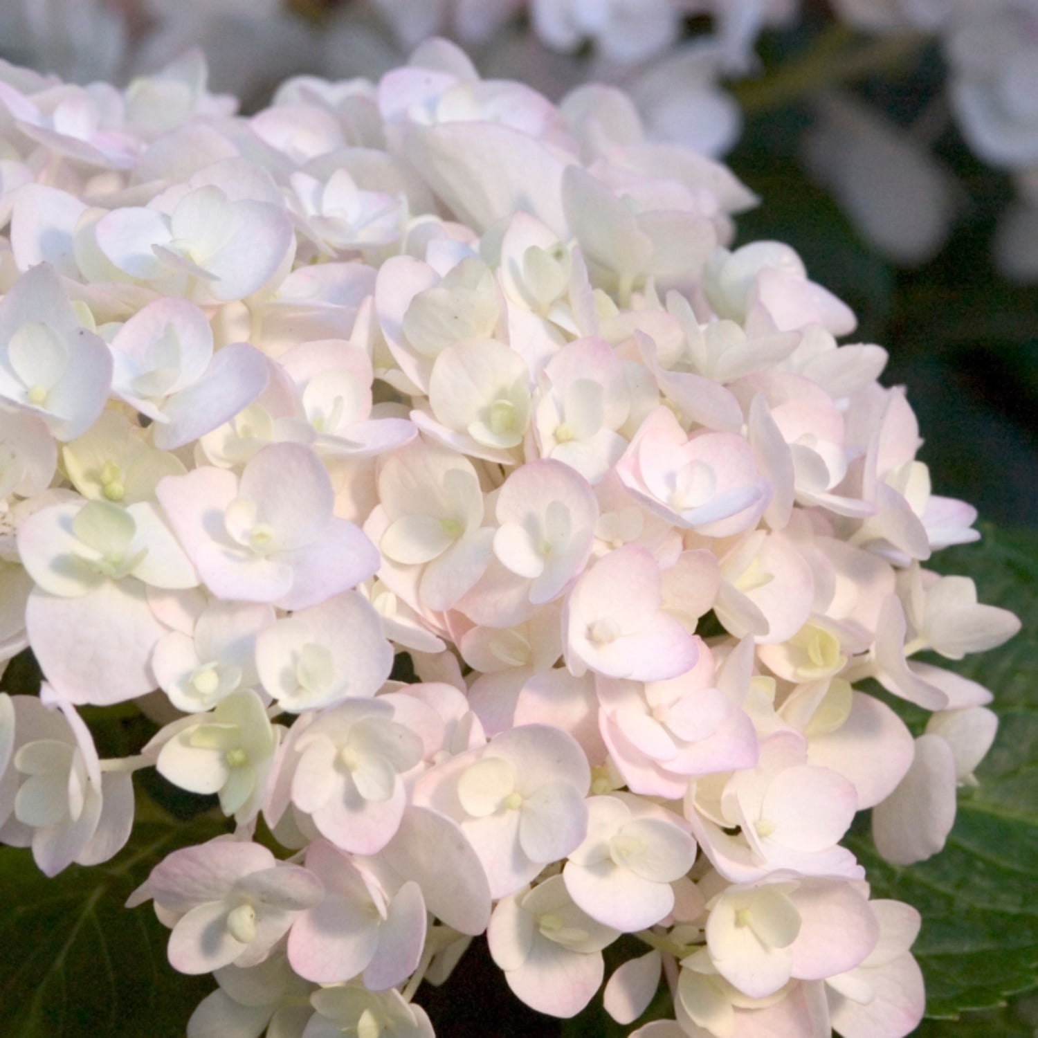 Endless Summer® Blushing Bride® Hydrangea - 3 Gallon Pot - Walmart.com