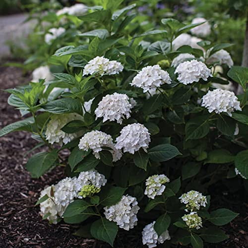 Endless Summer Hydrangea Blushing Bride (3 Gallon) - Pure White Blooms ...
