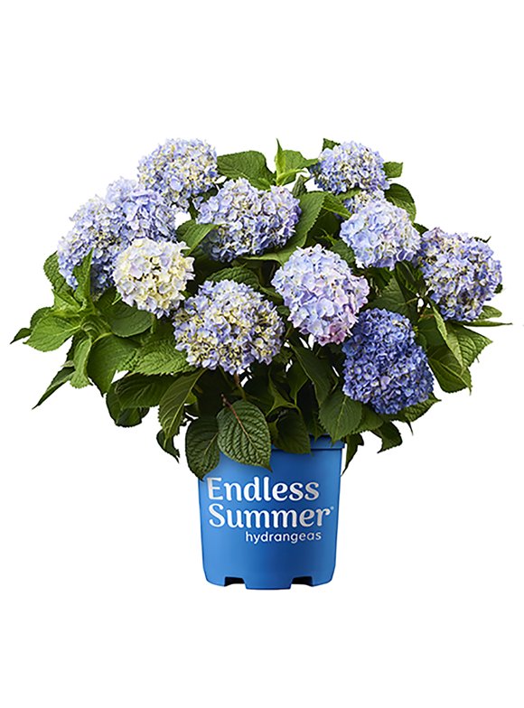 Hydrangea Bushes in Garden Bushes - Walmart.com