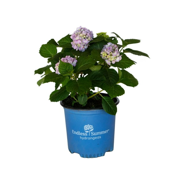 Endless Summer The Original Reblooming Hydrangea Live Shrub in 1-Gallon ...