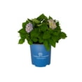 Endless Summer The Original Reblooming Hydrangea Live Shrub in 2-Gallon ...