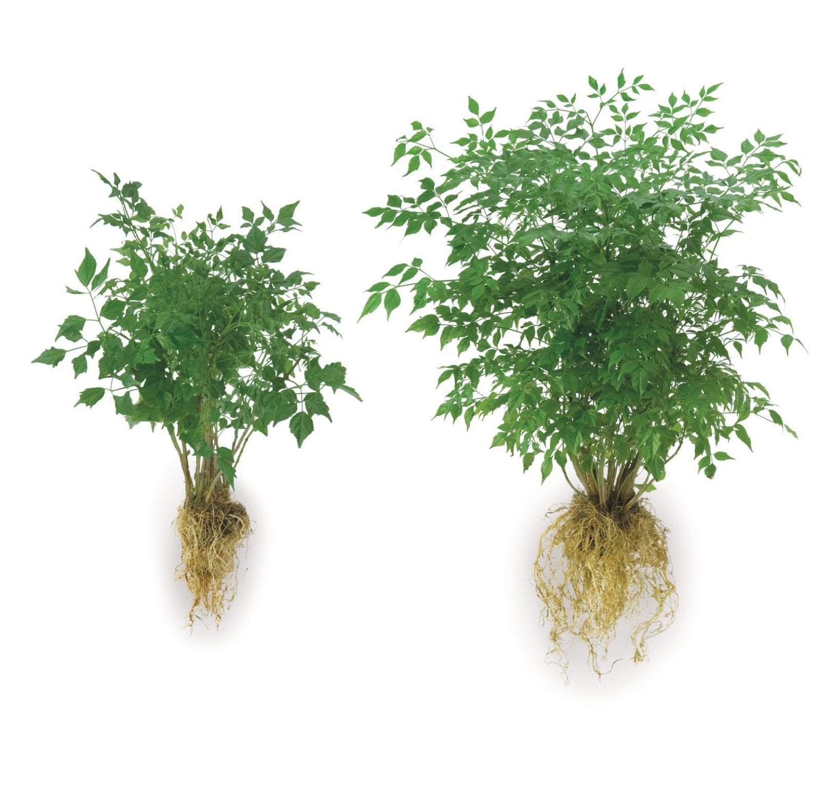 Endo/Ecto Root Dip for Trees and Shrubs - 3oz Bag Treats up to 300 ...
