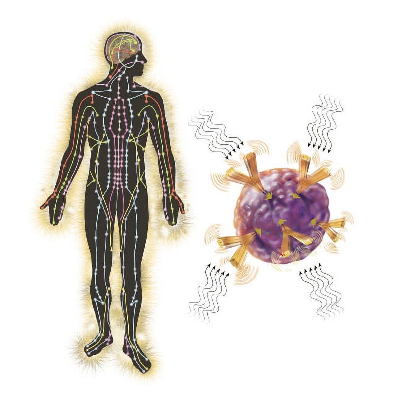 Energy meridians of the human body Poster Print by TriFocal ...