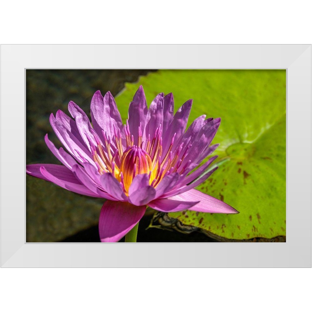 Engelbrecht, Jim 24x17 White Modern Wood Framed Museum Art Print Titled ...