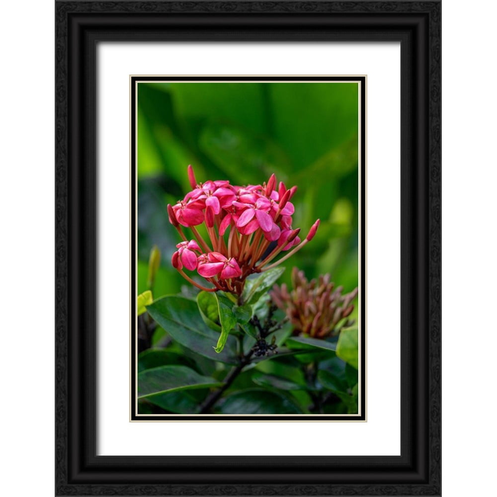 Engelbrecht, Lisa S. 11x14 Black Ornate Wood Framed with Double Matting ...