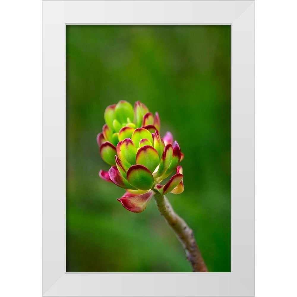 Engelbrecht, Lisa S. 11x14 White Modern Wood Framed Museum Art Print ...