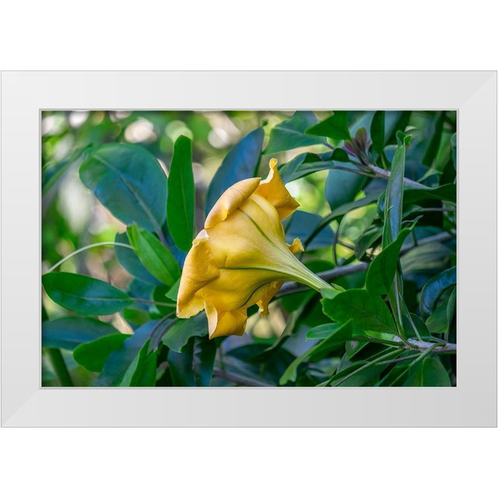 Engelbrecht, Lisa S. 18x13 White Modern Wood Framed Museum Art Print ...