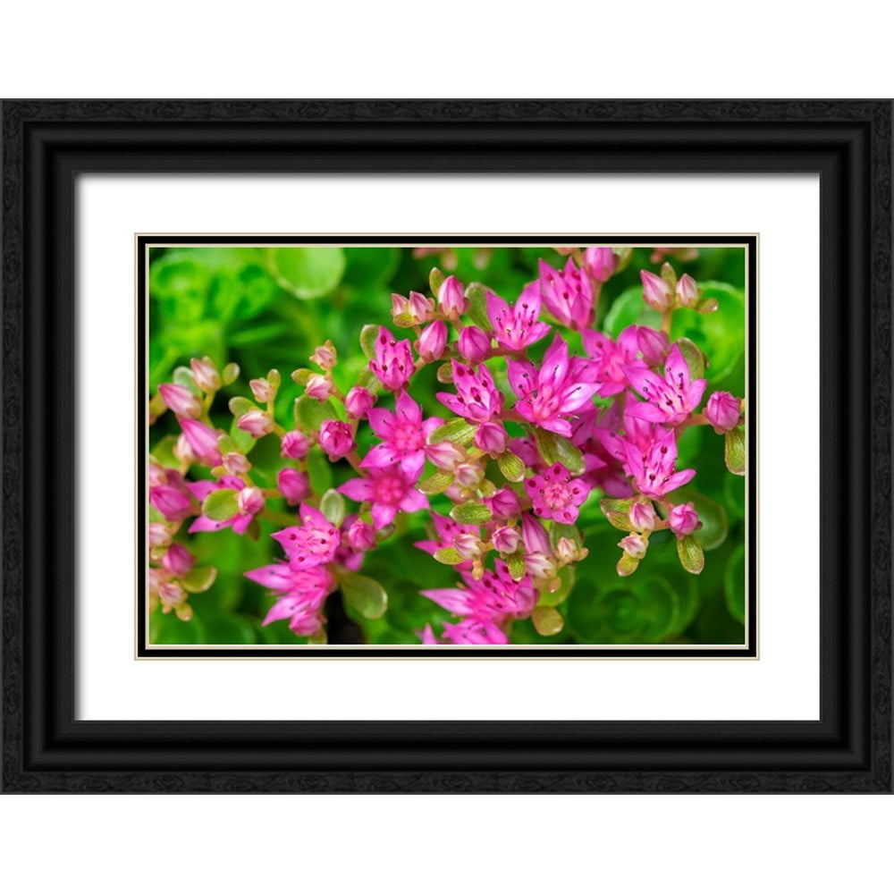 Engelbrecht, Lisa S. 24x17 Black Ornate Wood Framed with Double Matting ...