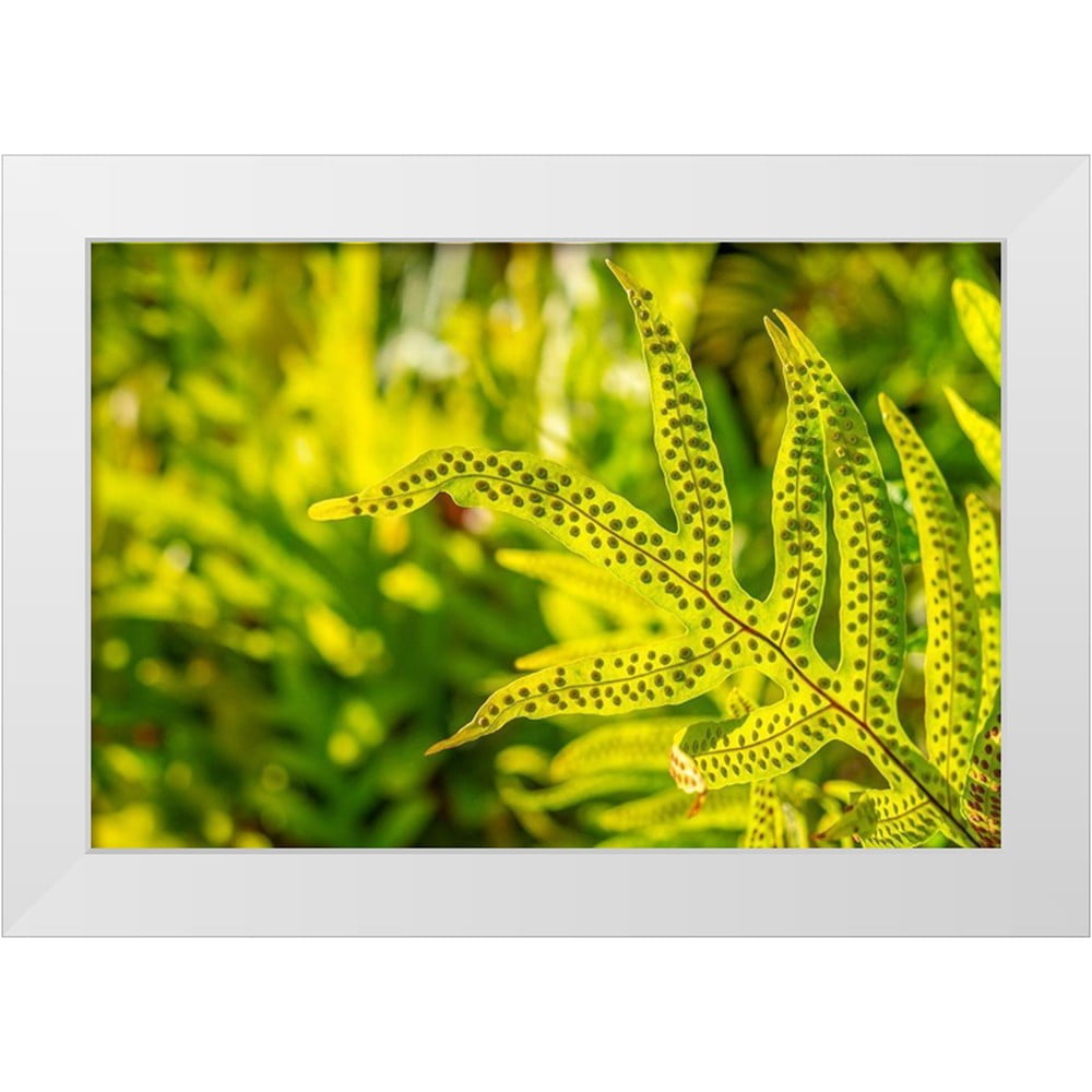 Engelbrecht, Lisa S. 24x17 White Modern Wood Framed Museum Art Print ...