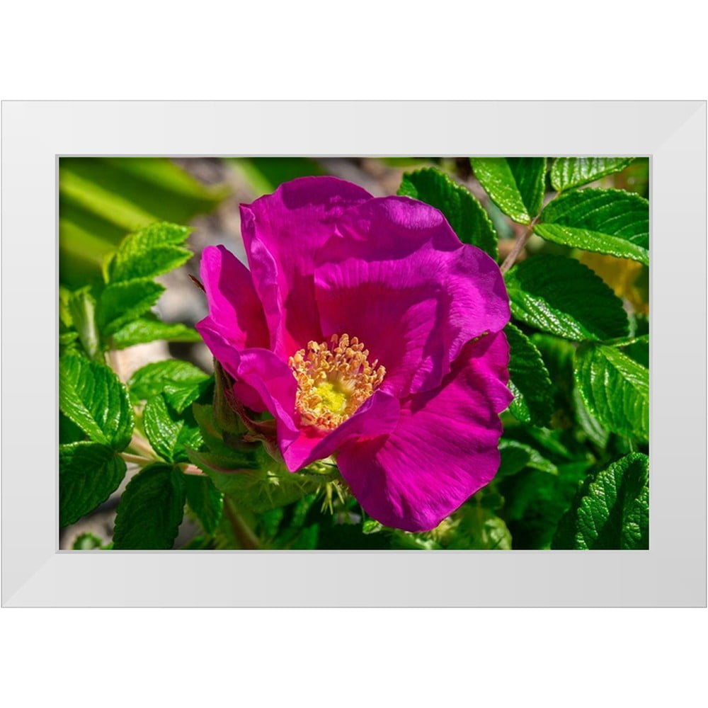 Engelbrecht, Lisa S. 32x23 White Modern Wood Framed Museum Art Print ...