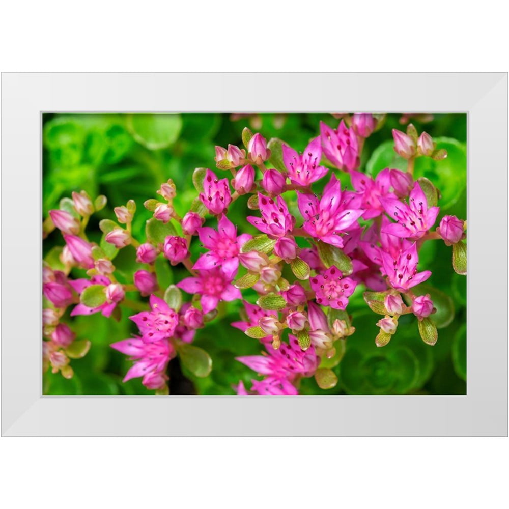 Engelbrecht, Lisa S. 32x23 White Modern Wood Framed Museum Art Print ...