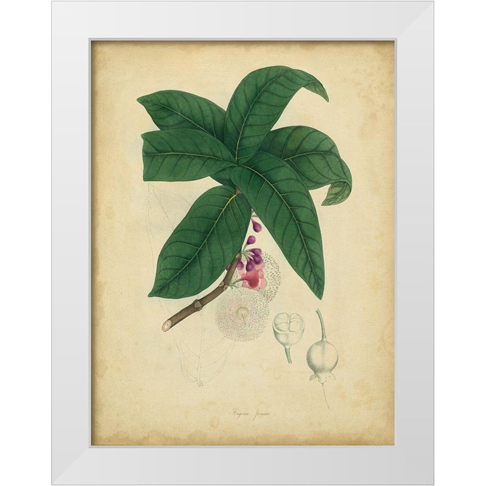 Engelmann 15x18 White Modern Wood Framed Museum Art Print Titled ...