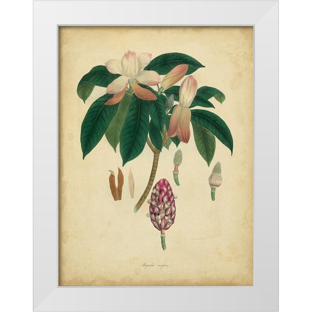 Engelmann 19x24 White Modern Wood Framed Museum Art Print Titled ...