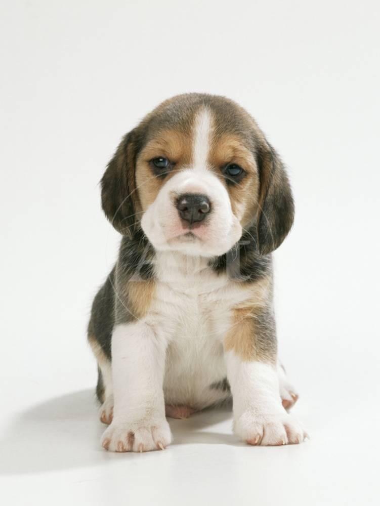 English Beagle Puppy Sitting, Animals World Culture Unframed ...