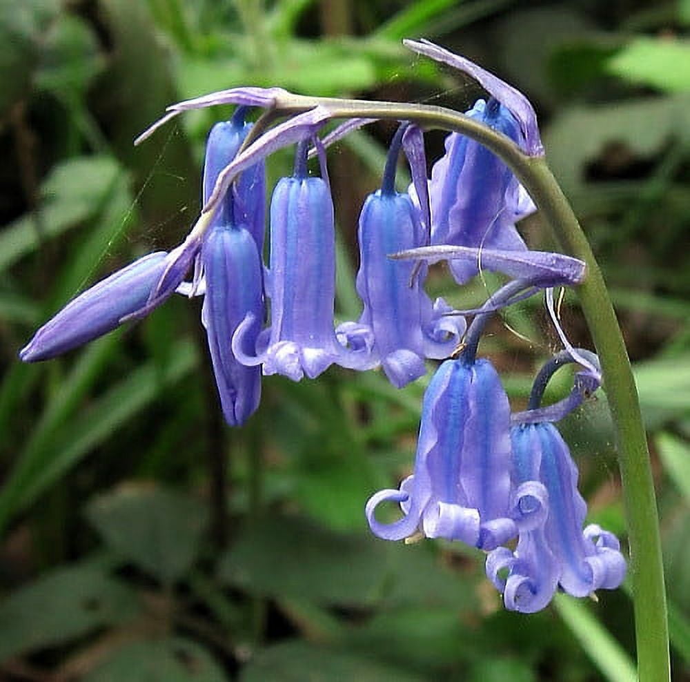 Hirt's Gardens English Blue Bells Plant Bulbs (12 Count), Deer ...
