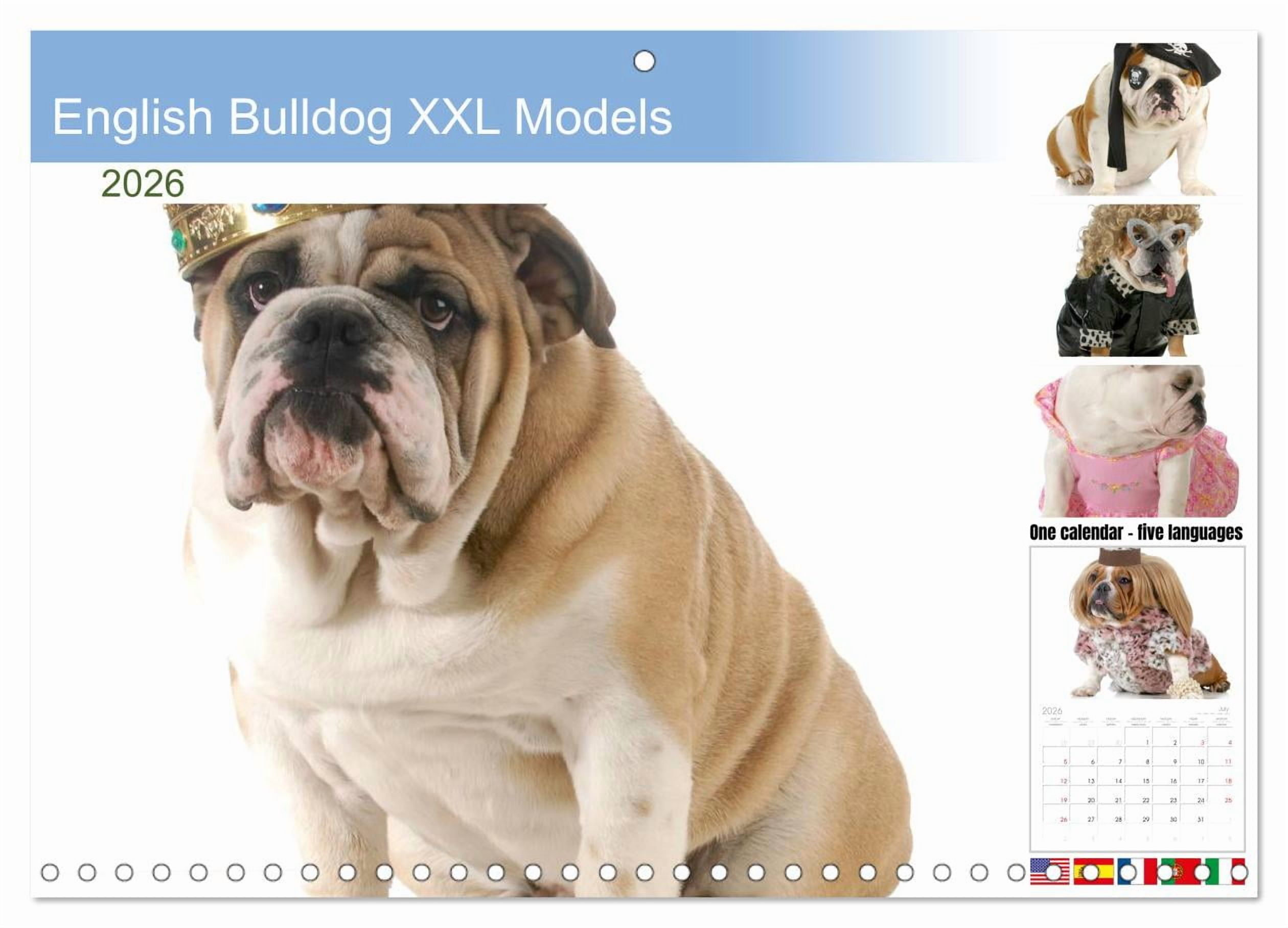 English Bulldog XXL Models (Monthly Wall Calendar 2026 11.7 x 16.5 ...
