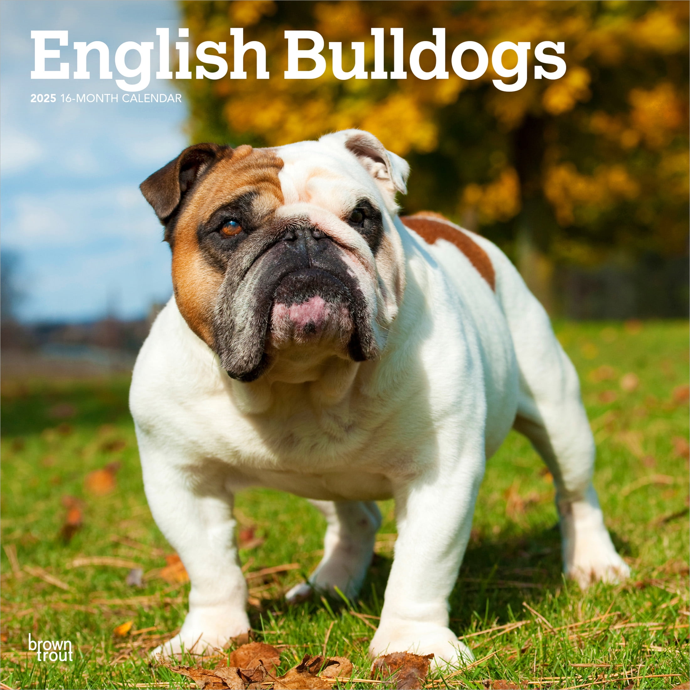English Bulldogs | 2025 12x24" (Hanging) Square Wall Calendar ...