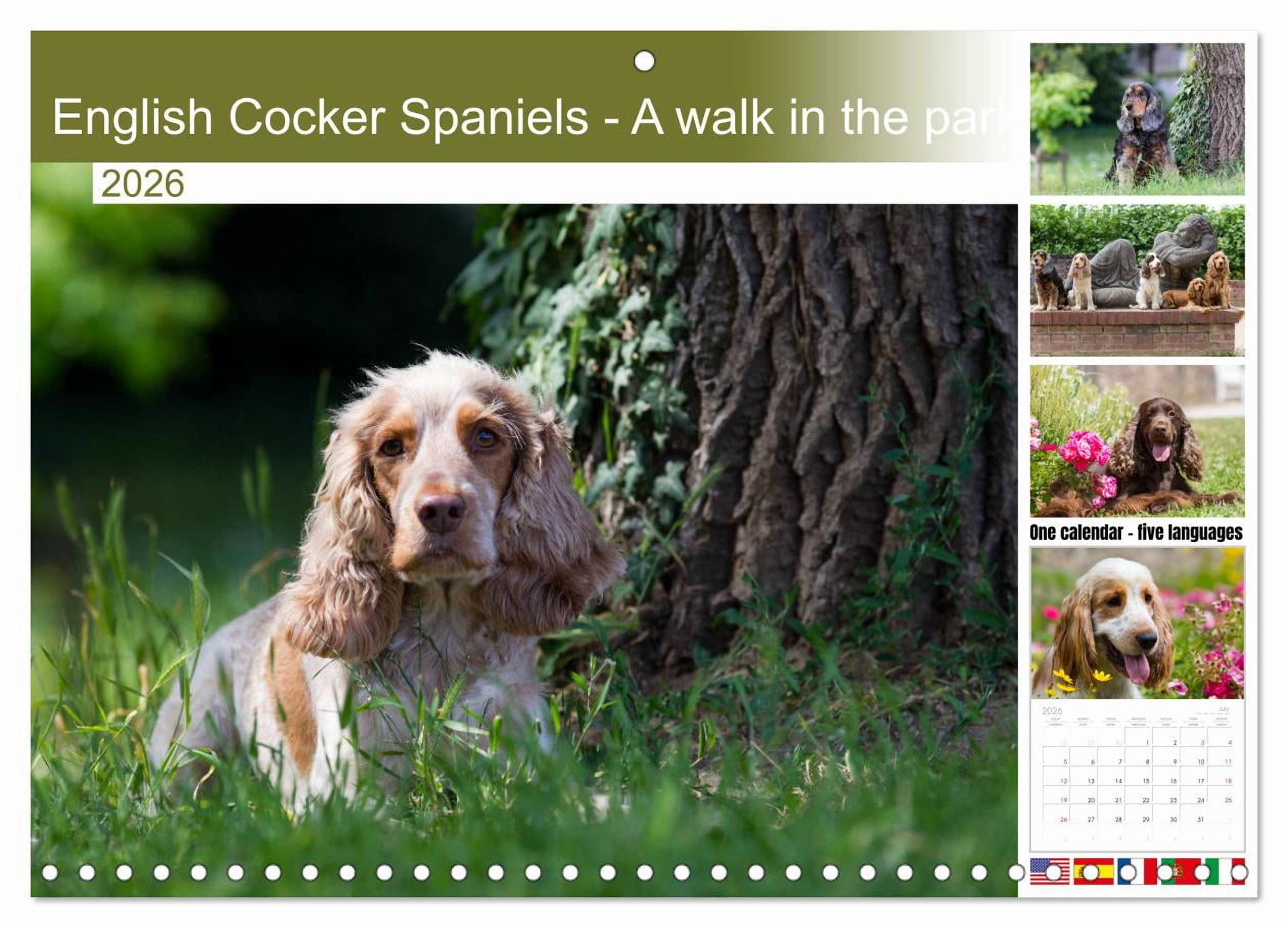English Cocker Spaniels - A walk in the park (Monthly Wall Calendar ...
