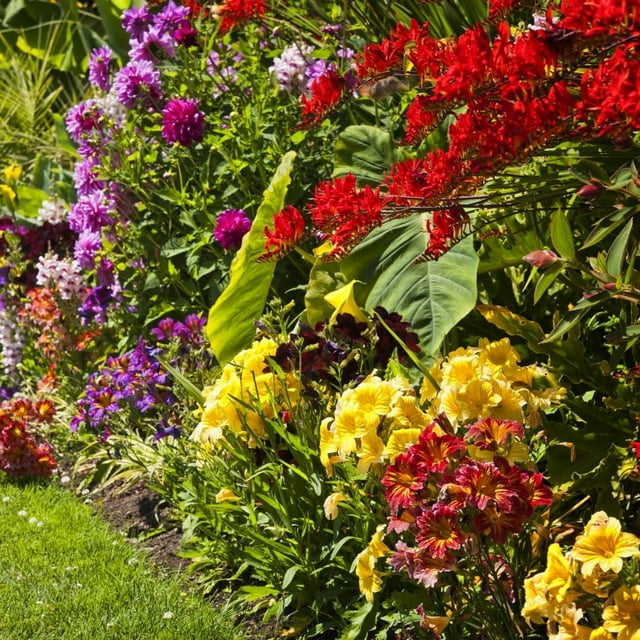 English Cottage Garden Collection-100 Bulbs Featuring 4 Varieties of ...