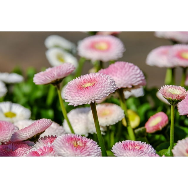 English Daisy Double Flower Mix/Biennial/Full Sun/1300 Seeds 1 Gram ...