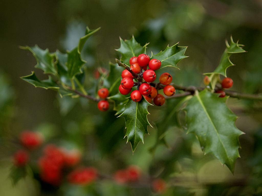 English Holly (Ilex aquifolium) 10 Seeds for Planting, Open Pollinated ...