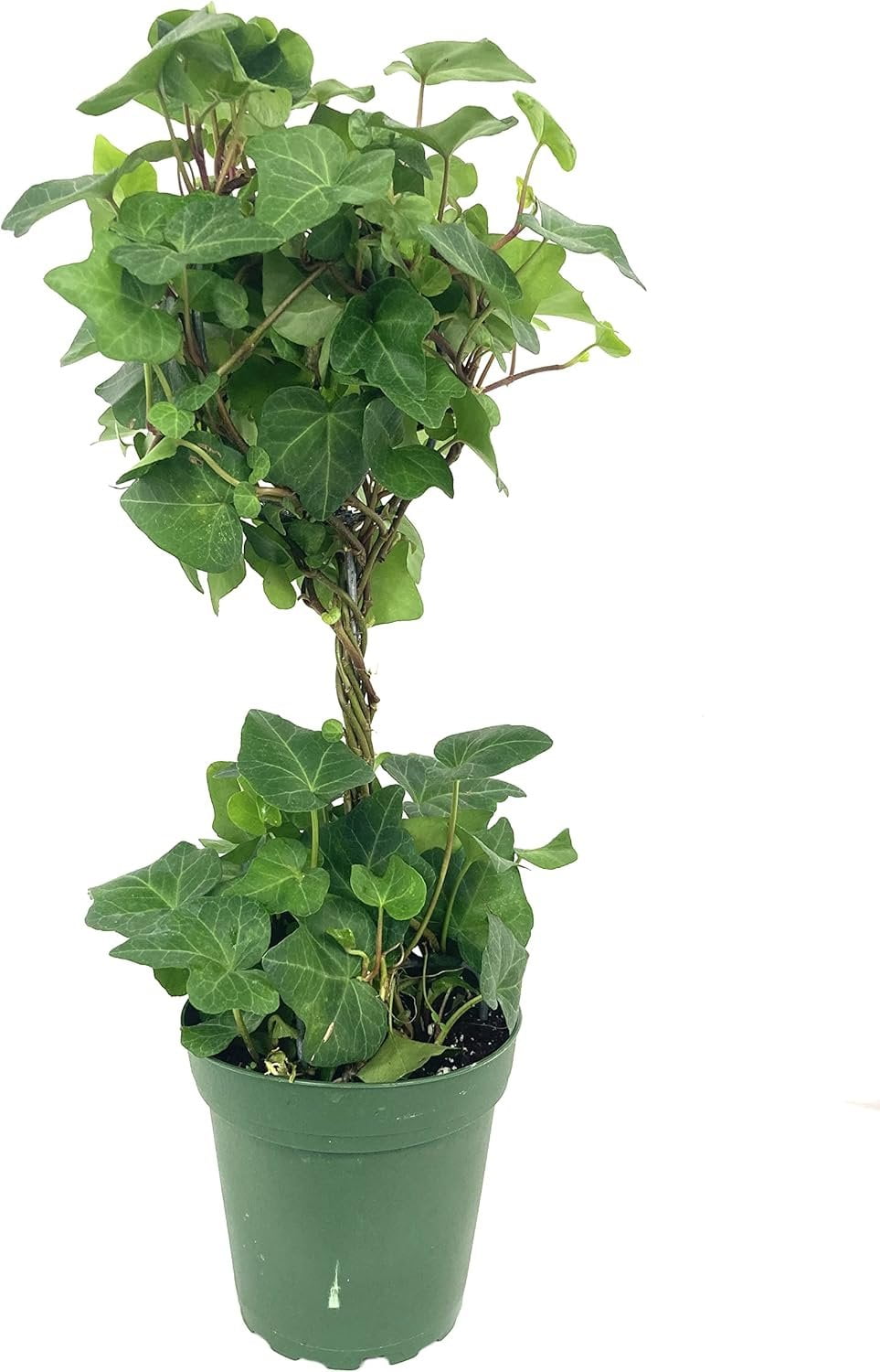 English Ivy Globe - Live Plant in a 4 Inch Pot - Hedera Helix - Florist ...