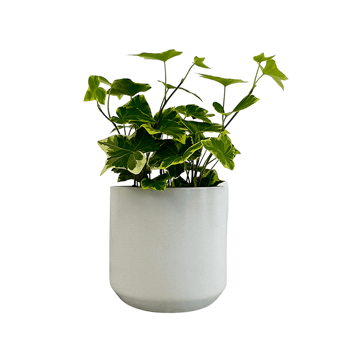 English Ivy 'Gold Child' | Hedera Helix, 4" - Walmart.com