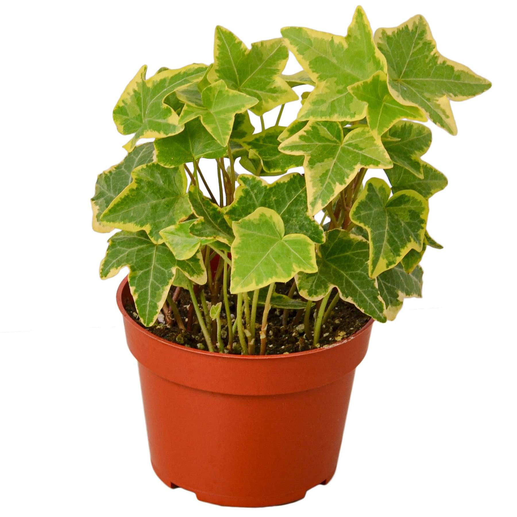 English Ivy Gold Child Live Plant for Indoor | Different Houseplants in ...