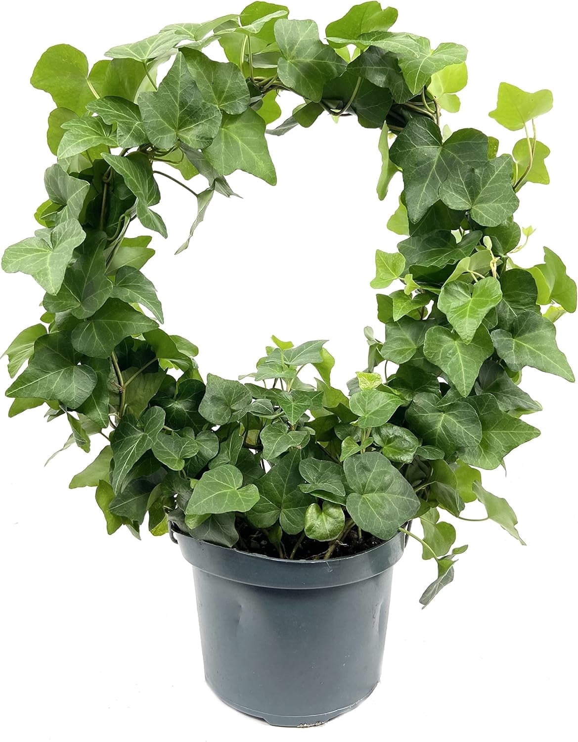 English Ivy Hoop - Live Plant in a 6 Inch Pot - Hedera Helix ...
