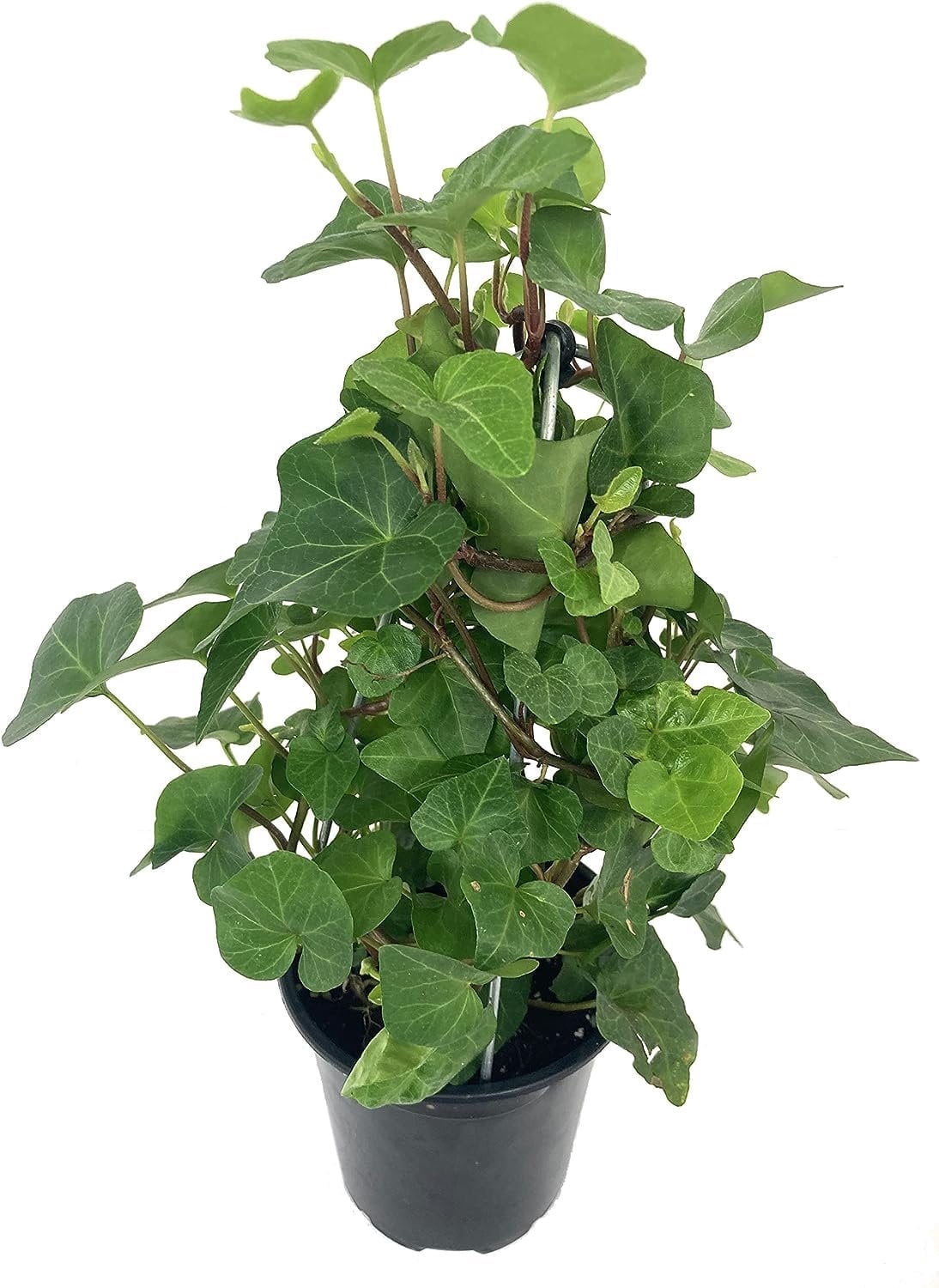 English Ivy Tree - Live Plant in a 4 Inch Pot - Hedera Helix - Florist ...