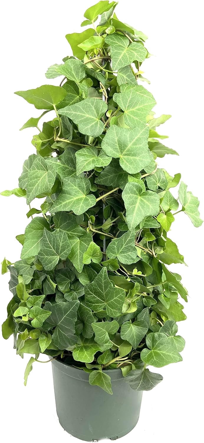 English Ivy Tree - Live Plant in a 6 Inch Pot - Hedera Helix - Stylish ...