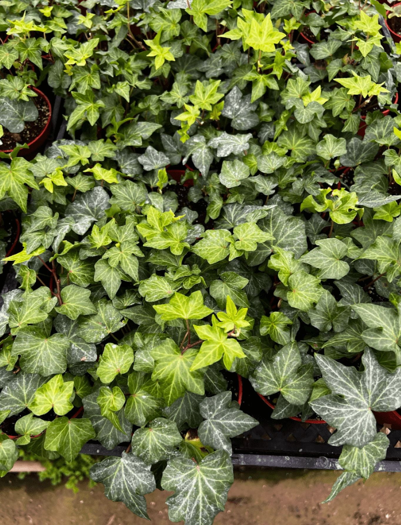 English Ivy Vine Trailing Ivy Plant Hedera Helix Climbing Green Leaves ...