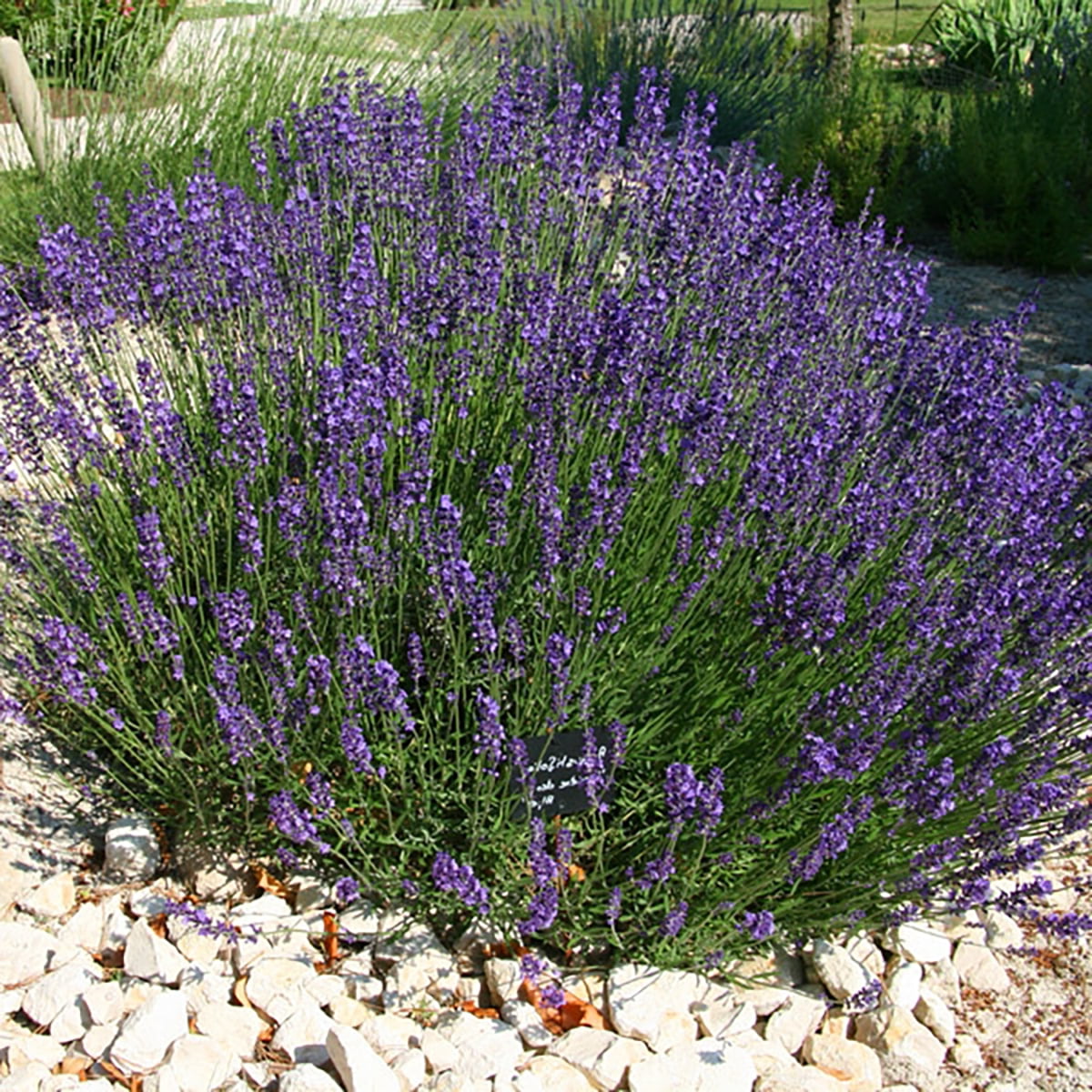 English Lavender Herb - Lavandula angustifolia - Quart Pot - Very ...