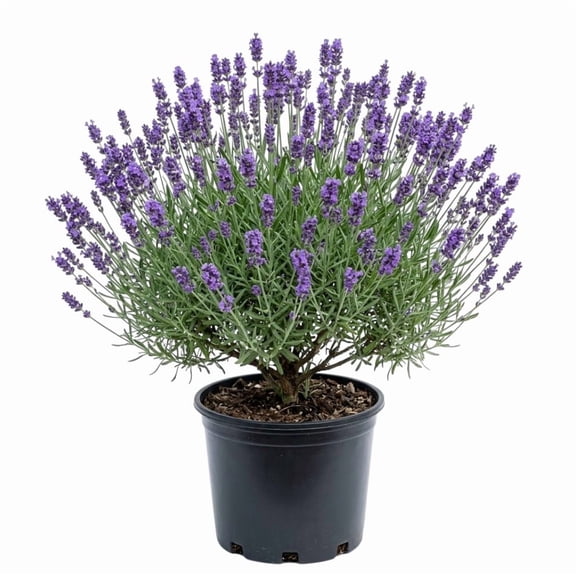 Lavendar Plant