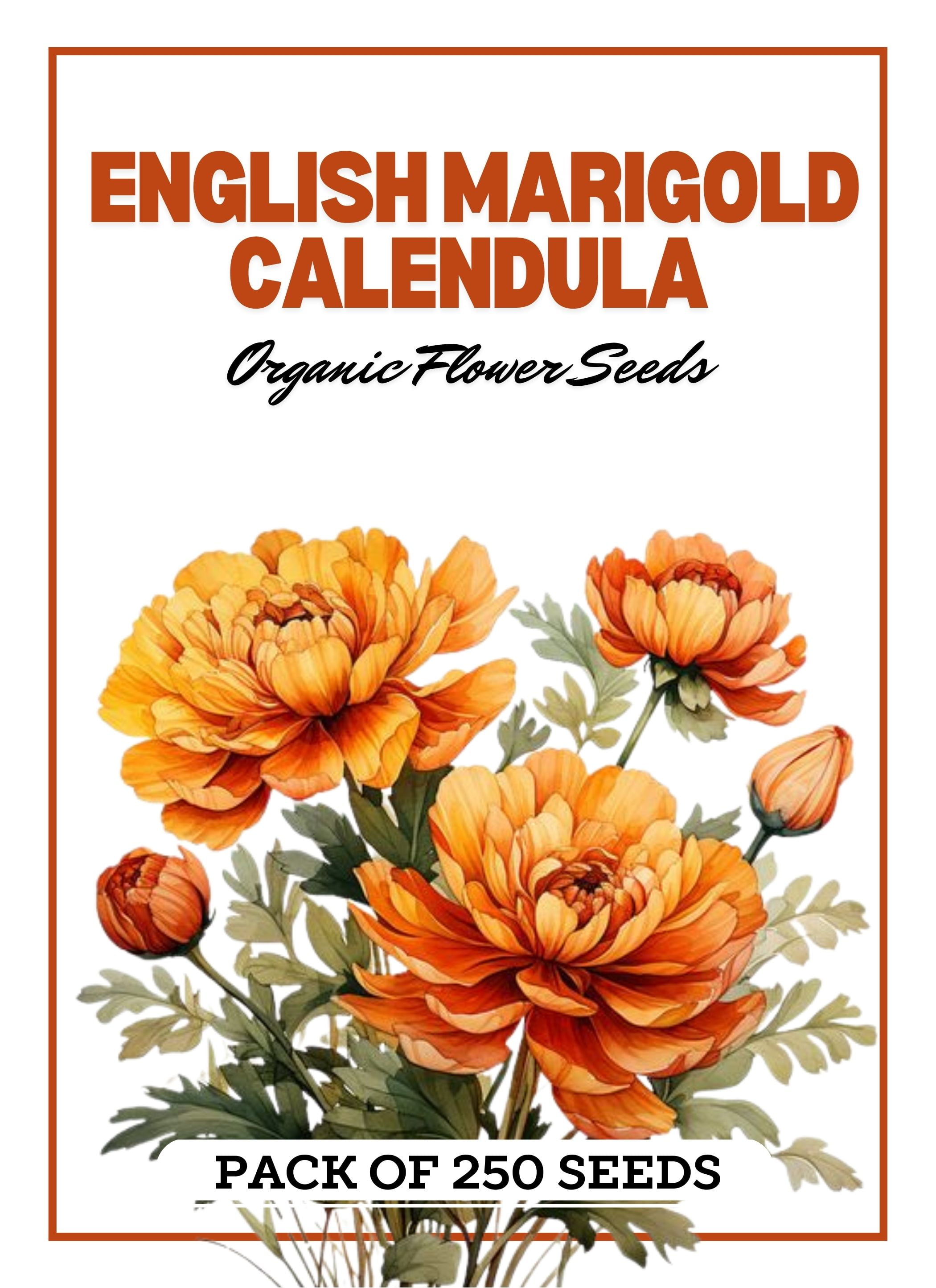 English Marigold Calendula Flower (250 Seeds) | Non-GMO | Organic ...