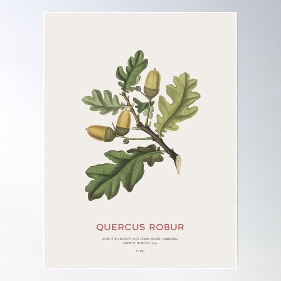 English Oak Or Quercus Robur Poster Wall Art, Modern Wall Decor For ...