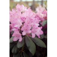 Green Promise Farms™ Live Hardy Landmark Rhododendron with Striking Red ...