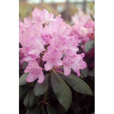 Green Promise Farms™ Live Hardy Landmark Rhododendron with Striking Red ...