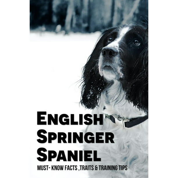 English Springer Spaniel: Must Know Facts, Traits & Training Tips ...