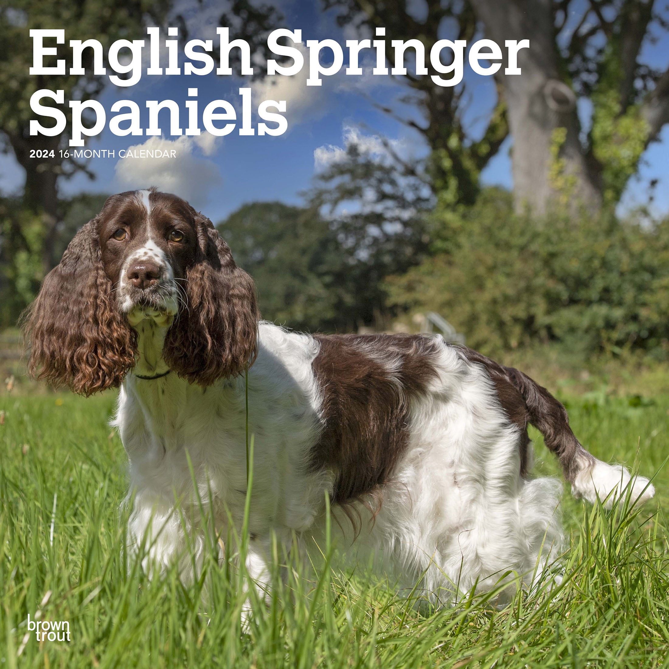BrownTrout 2024 English Springer Spaniels Wall Calendar, 12x24 ...