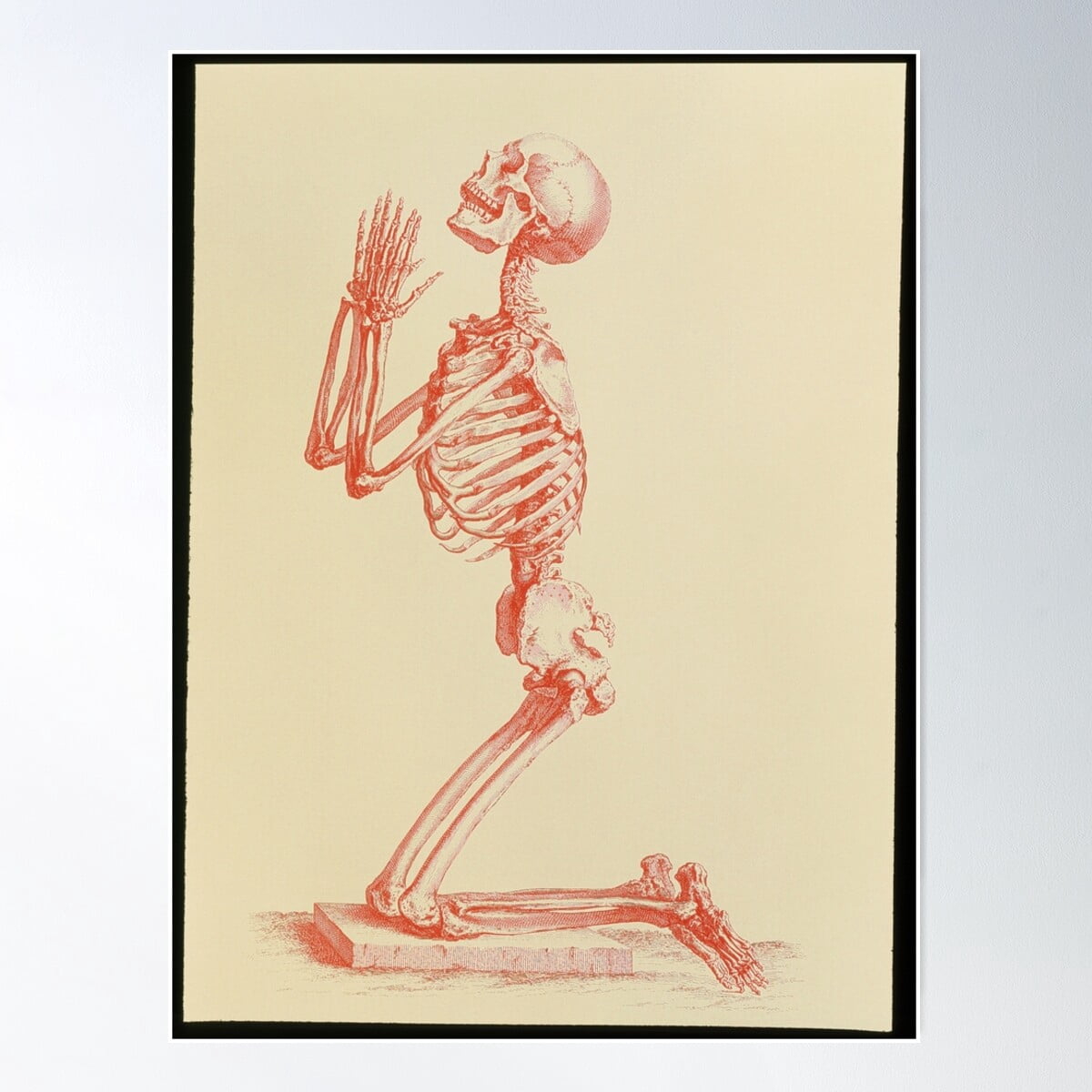 Engraving Of Praying Male Skeleton By Cheselden (P100/0055) Poster Wall ...