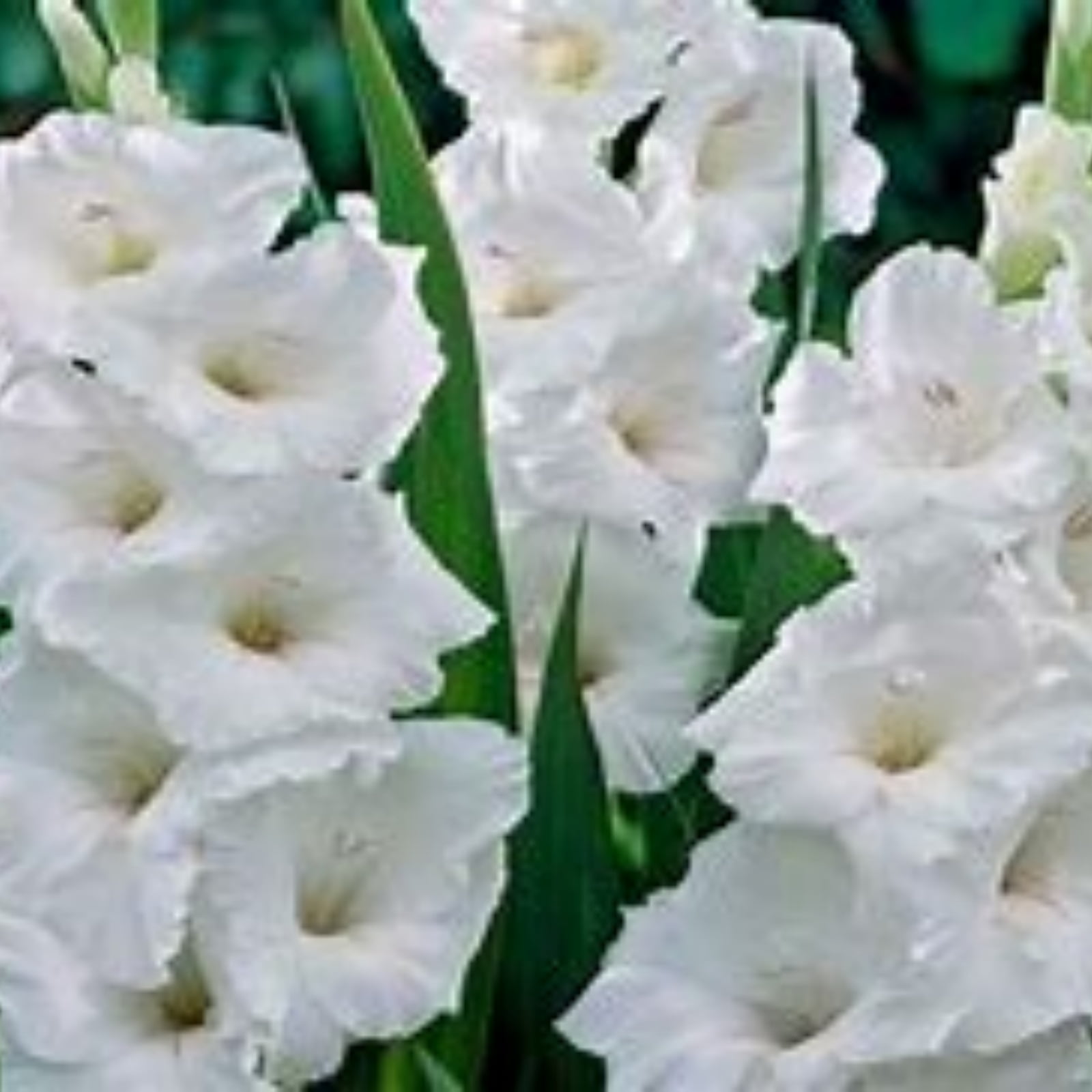 Enjoyable Perennial Garden Planting Gladiolus bulbs,Pots Surprise to ...