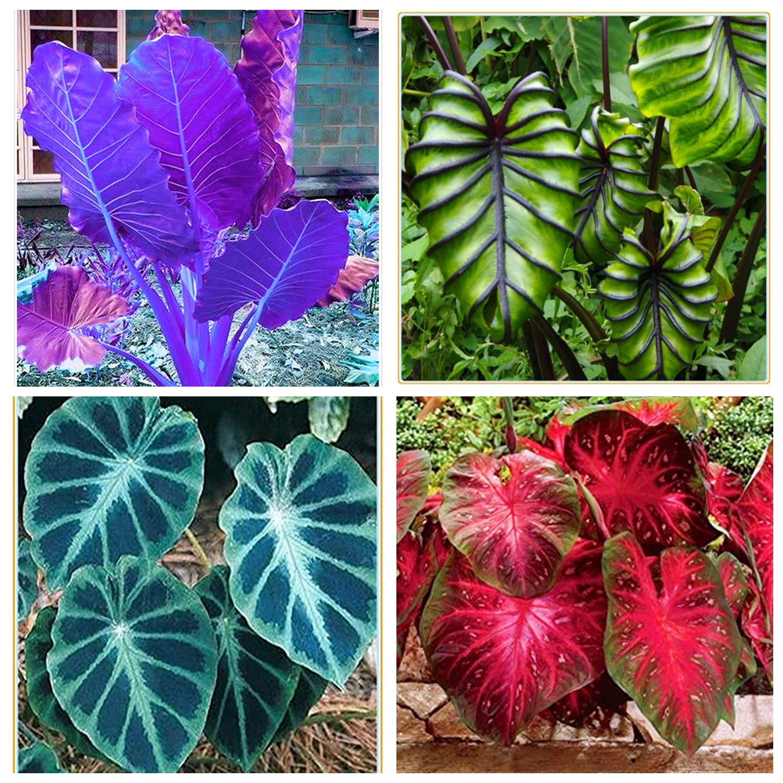 Enjoyable Perennial Garden Planting, Ornament Mix（Elephant Ear) , Fast ...