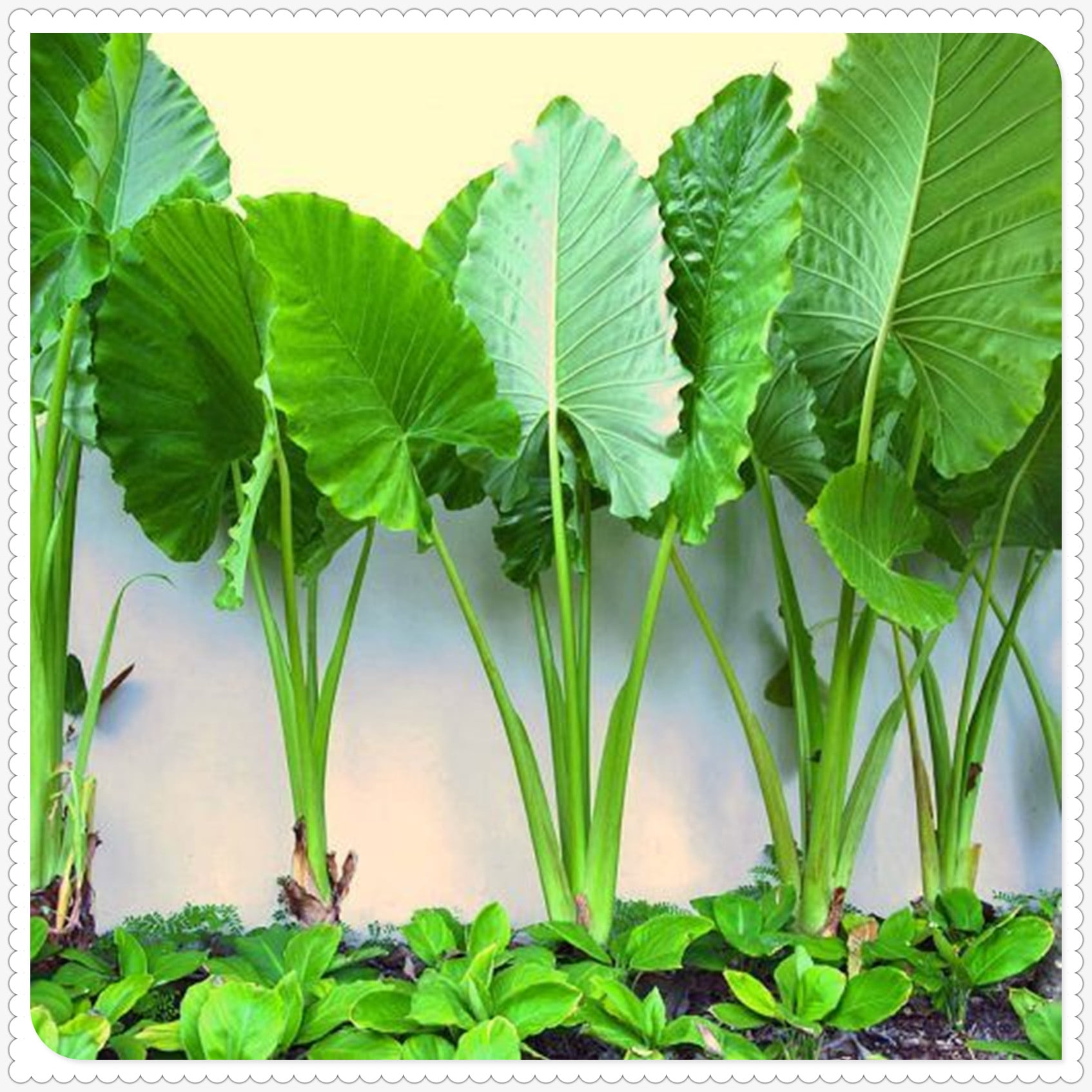 Enjoyable Perennial Garden Planting Pots Elephant Ear Ornament Indoor ...