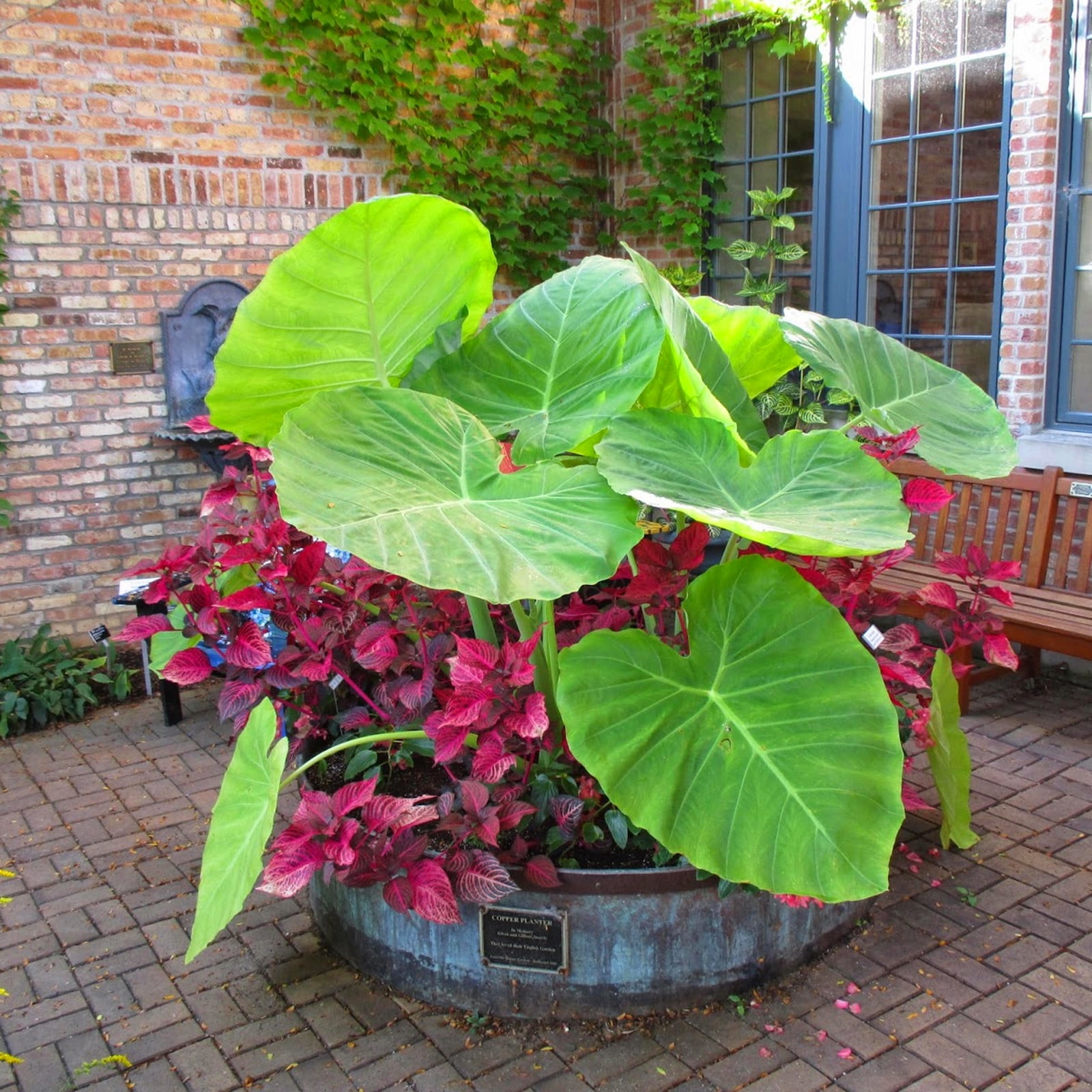 Enjoyable Perennial Garden Planting Pots Elephant Ear Ornament Indoor ...