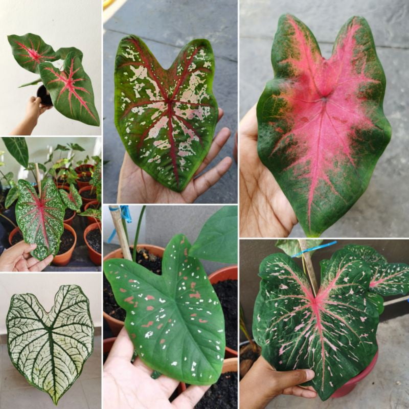 Enjoyable Perennial Garden Planting Pots Elephant Ear Ornament Indoor ...