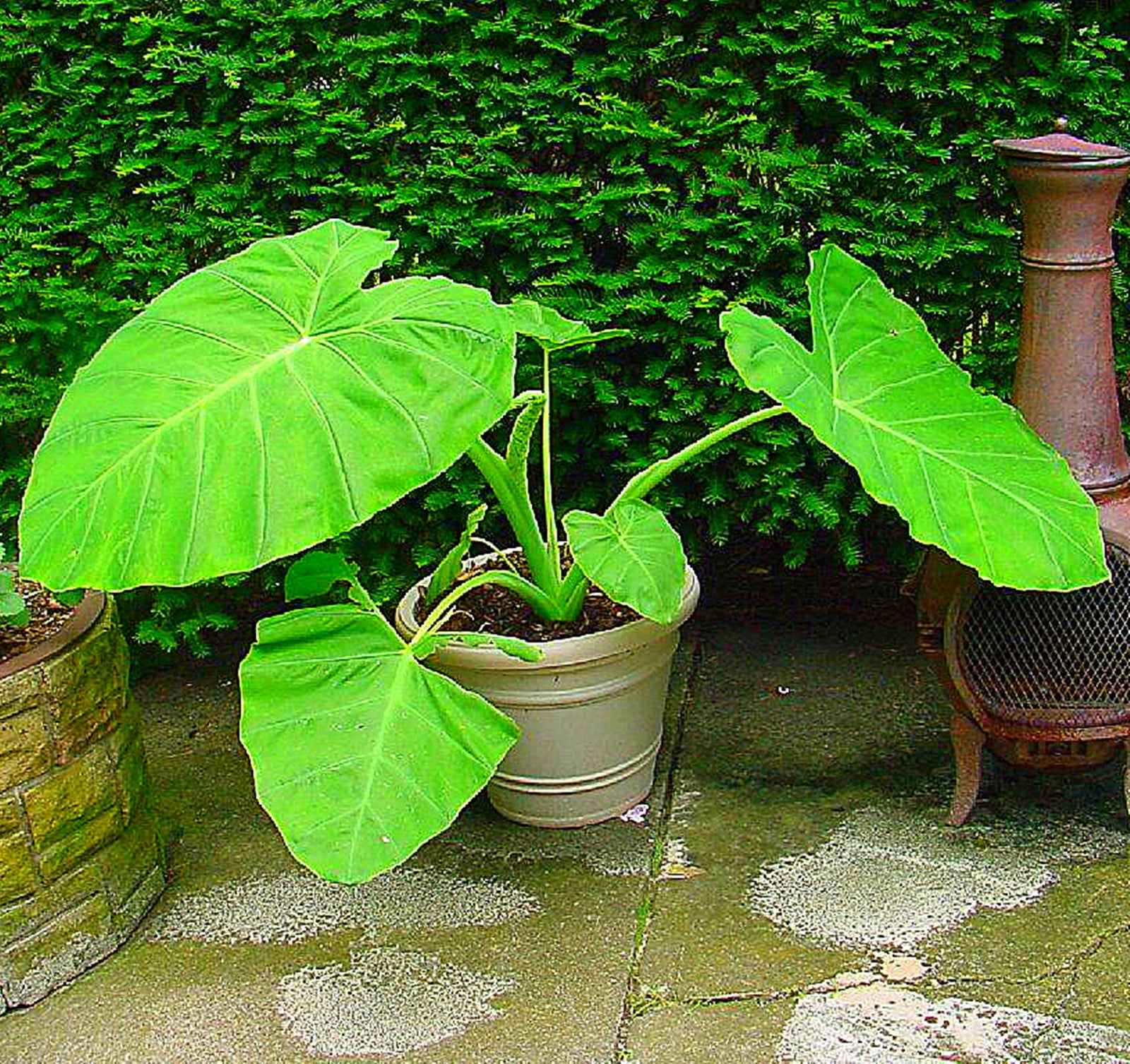 Enjoyable Perennial Garden Planting Pots Ornament Indoor or Outdoor ...