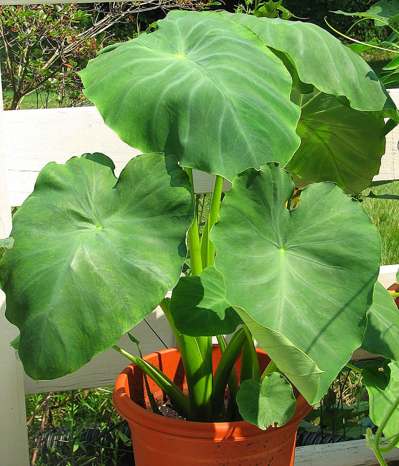 Enjoyable Perennial Garden Planting Pots Ornament Indoor or Outdoor ...