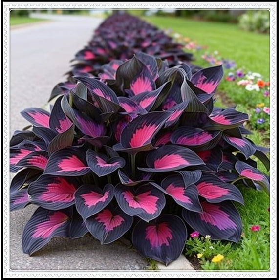 Enjoyable Perennial -Midnight Blue Hosta bulbs -Surprise to Grow ...