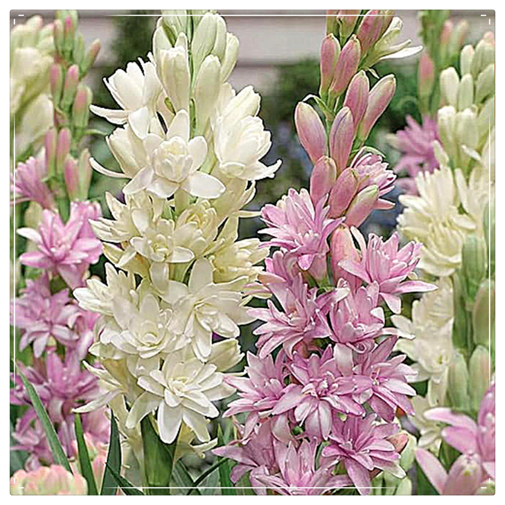 Enjoyable Perennial Pots Surprise to Grow Ornament（Tuberose For Sale ...